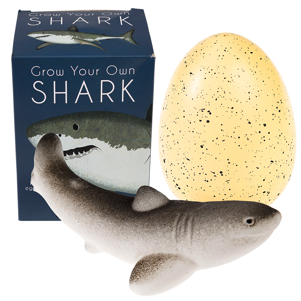 Giant hatching shark egg - Sharks | ﻿Rex London