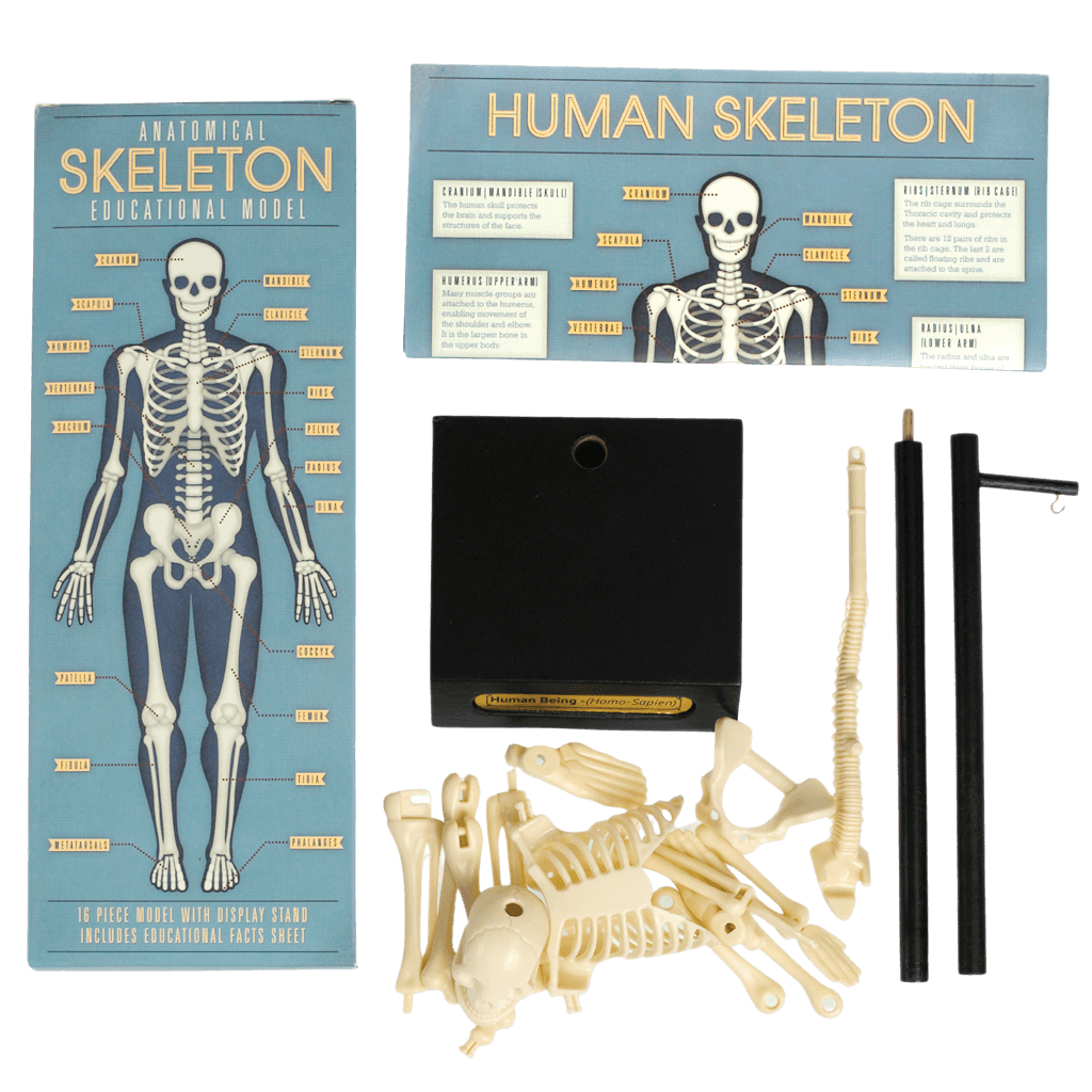 Anatomical Skeleton Model | ﻿Rex London