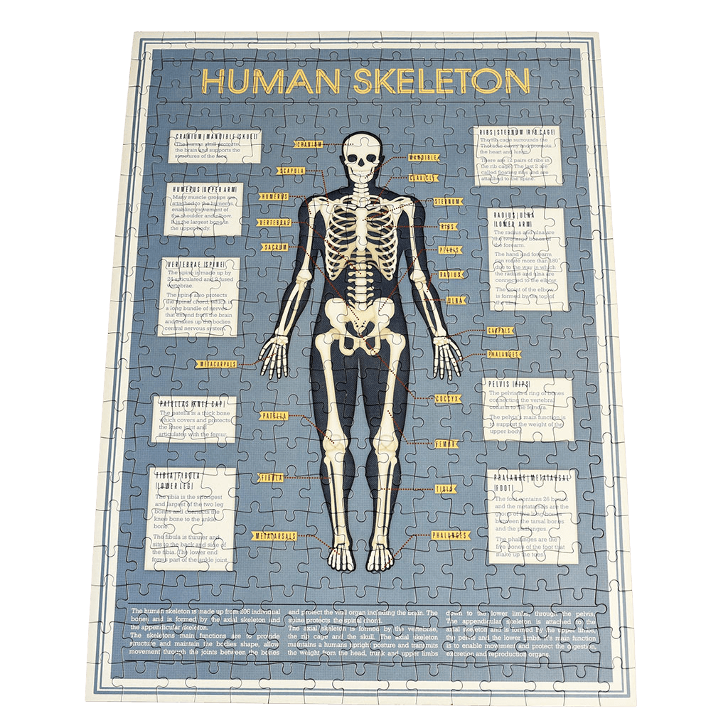 Anatomical Skeleton 300 Piece Puzzle In A Tube | ﻿Rex London