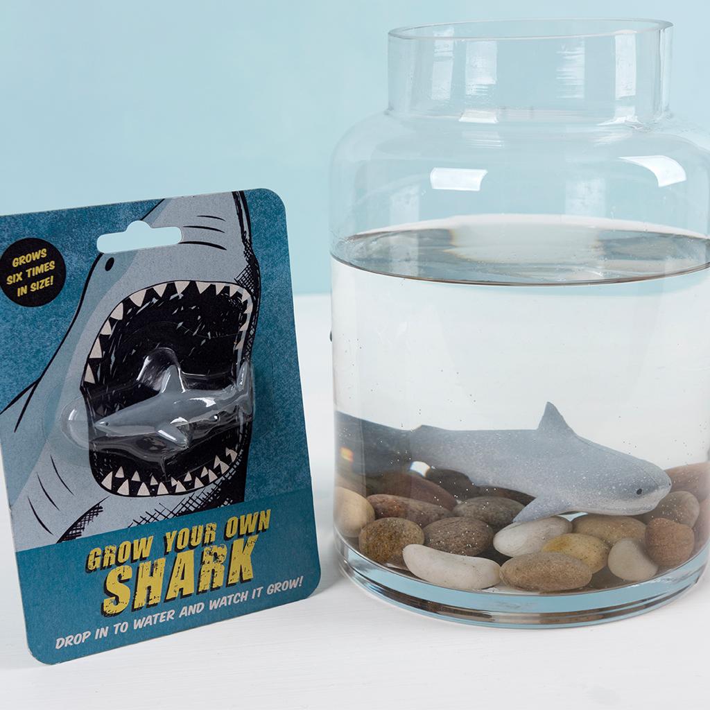 Grow Your Own Shark | ﻿Rex London