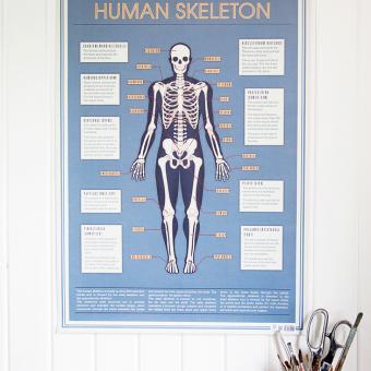 5 Sheets Of Human Skeleton Wrapping Paper | ﻿Rex London