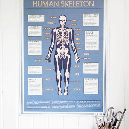 5 Sheets Of Human Skeleton Wrapping Paper | ﻿Rex London