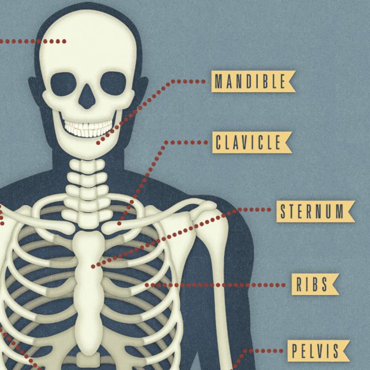 5 Sheets Of Human Skeleton Wrapping Paper | ﻿Rex London