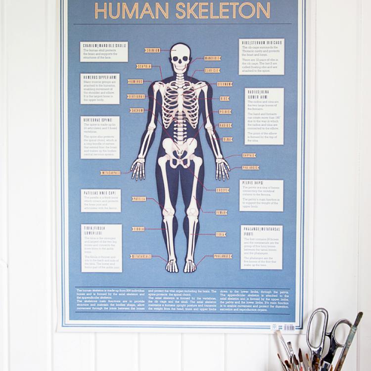 5 Sheets Of Human Skeleton Wrapping Paper | ﻿Rex London