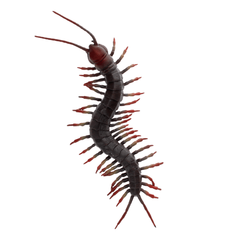 Realistic centipede toy | ﻿Rex London