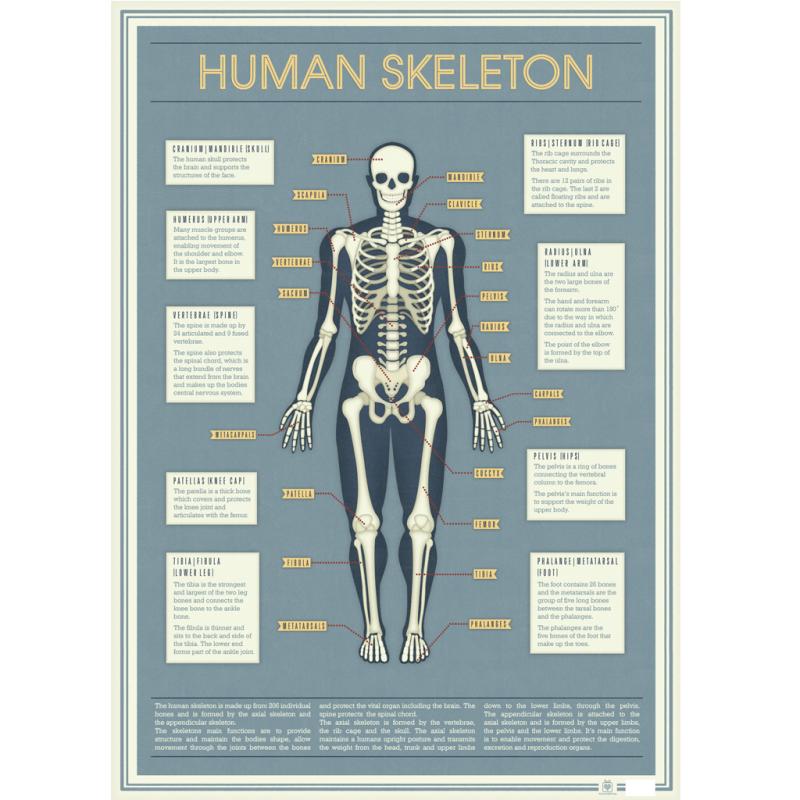5 Sheets Of Human Skeleton Wrapping Paper | ﻿Rex London